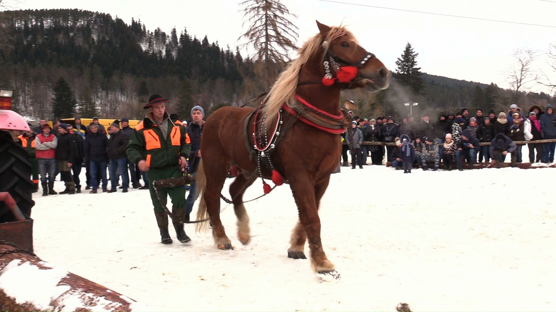 Lejce i bat zamiast biegów i kierownicy, czyli Zawody Furmanów w ...