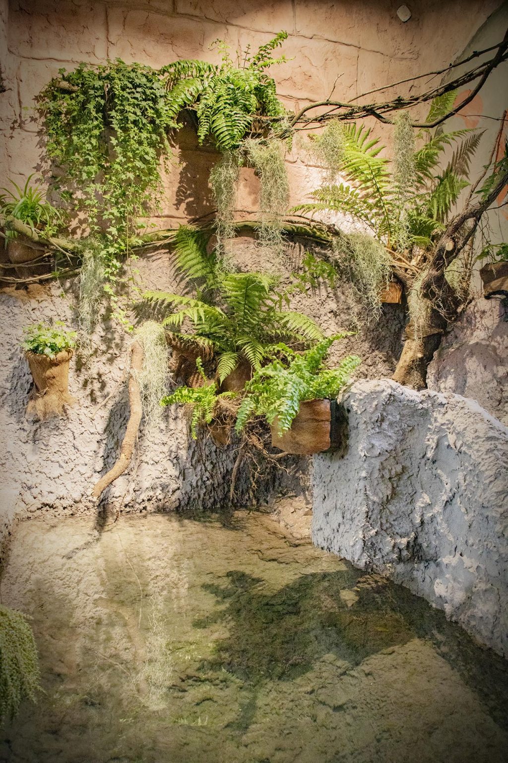 Przebudowa terrarium wyjątkowego żółwia w śląskim ZOO zakończona ...