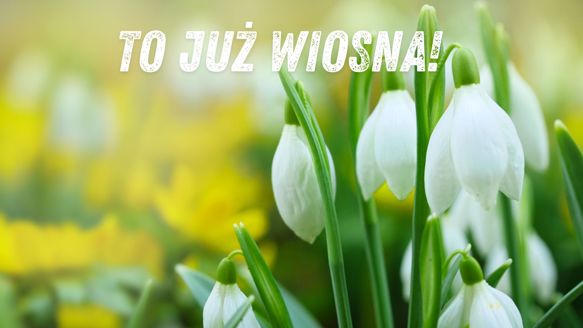 Nadchodzi ciepło i prawdziwie wiosenny weekend! - TVS.pl